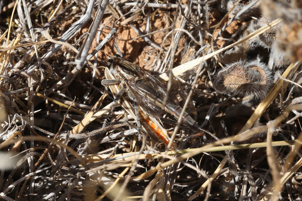 Bathypogon in February 2025 by Joshua S. Martin. Predator robber fly ...
