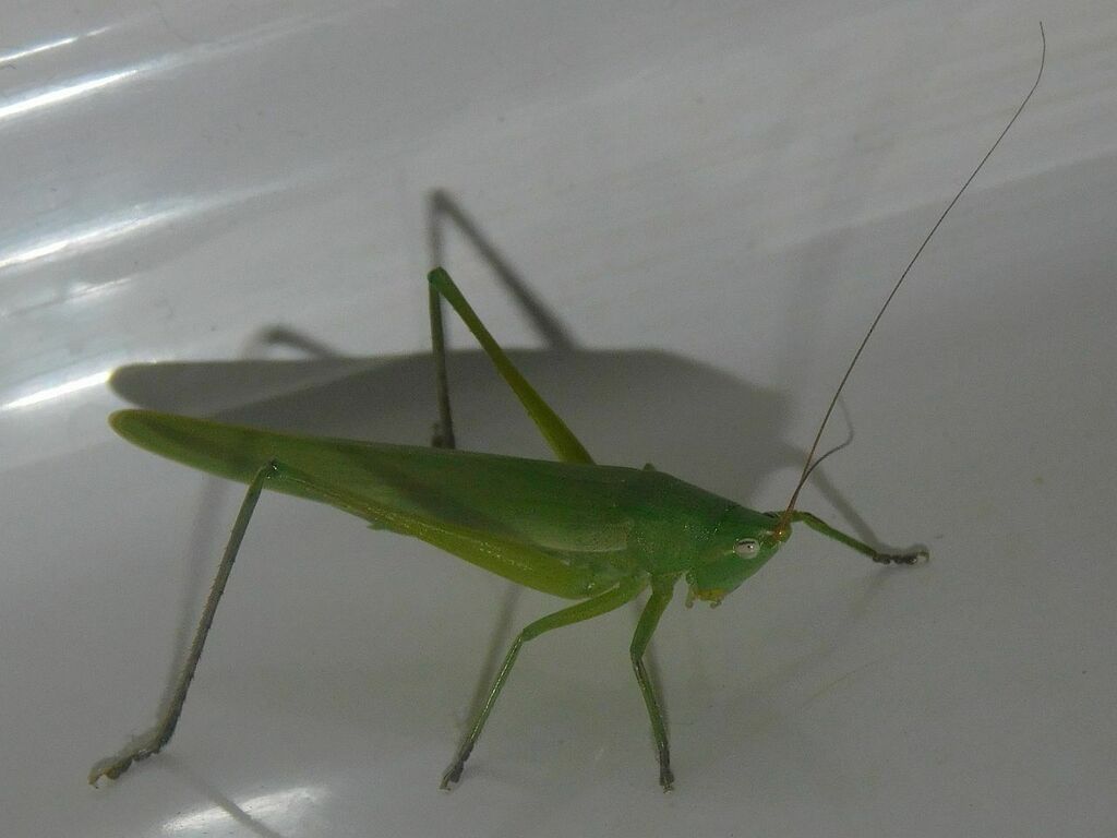 Coneheads from Greyton, 7233, South Africa on February 14, 2025 at 08: ...