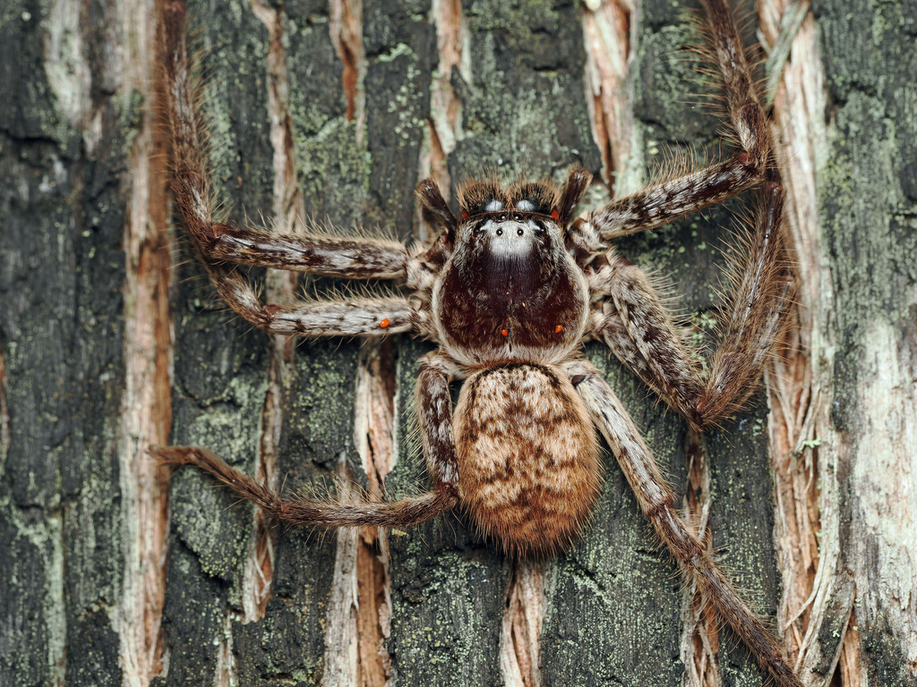Typostola heterochroma from Boonoo Boonoo NSW 2372, Australia on ...