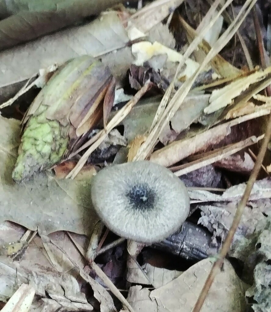 Cyanula from Druid Hills, GA, USA on July 01, 2022 at 08:41 AM by ...