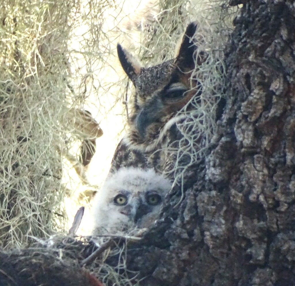 Great Horned Owl from Briarwood Golf Course, The Villages, FL, USA on ...