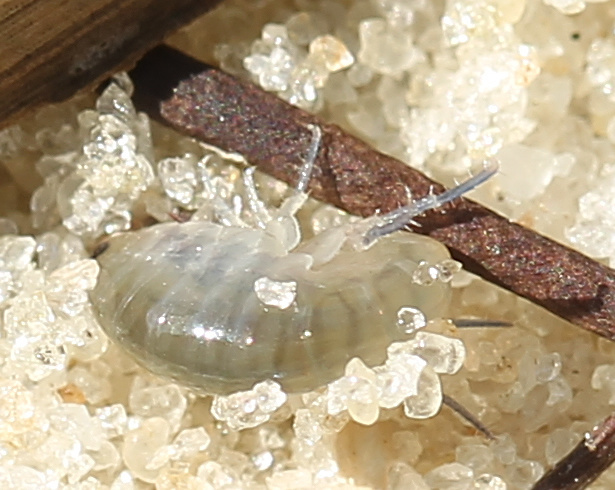 Terrestrial Amphipods from Sewall's Point, FL 34996, USA on February 19 ...
