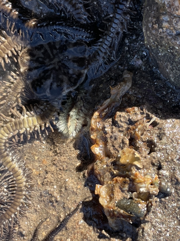 Orange Fire Worm from Parque Nacional Bahía de Loreto, MX on February ...
