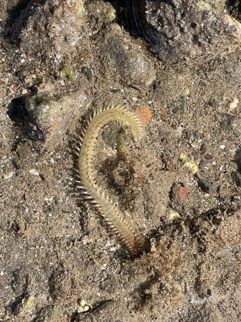 Orange Fire Worm from Parque Nacional Bahía de Loreto, MX on February ...