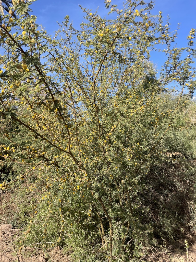 Sweet acacia from Loreto, B.C.S., MX on February 23, 2025 at 04:20 PM ...