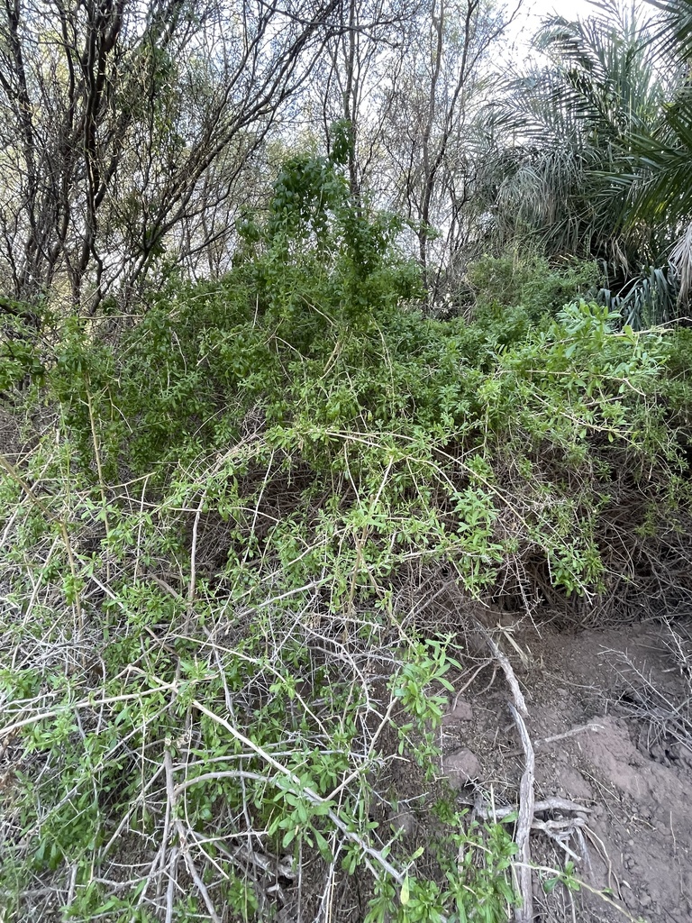 boxthorns from Loreto, B.C.S., MX on February 23, 2025 at 04:22 PM by ...