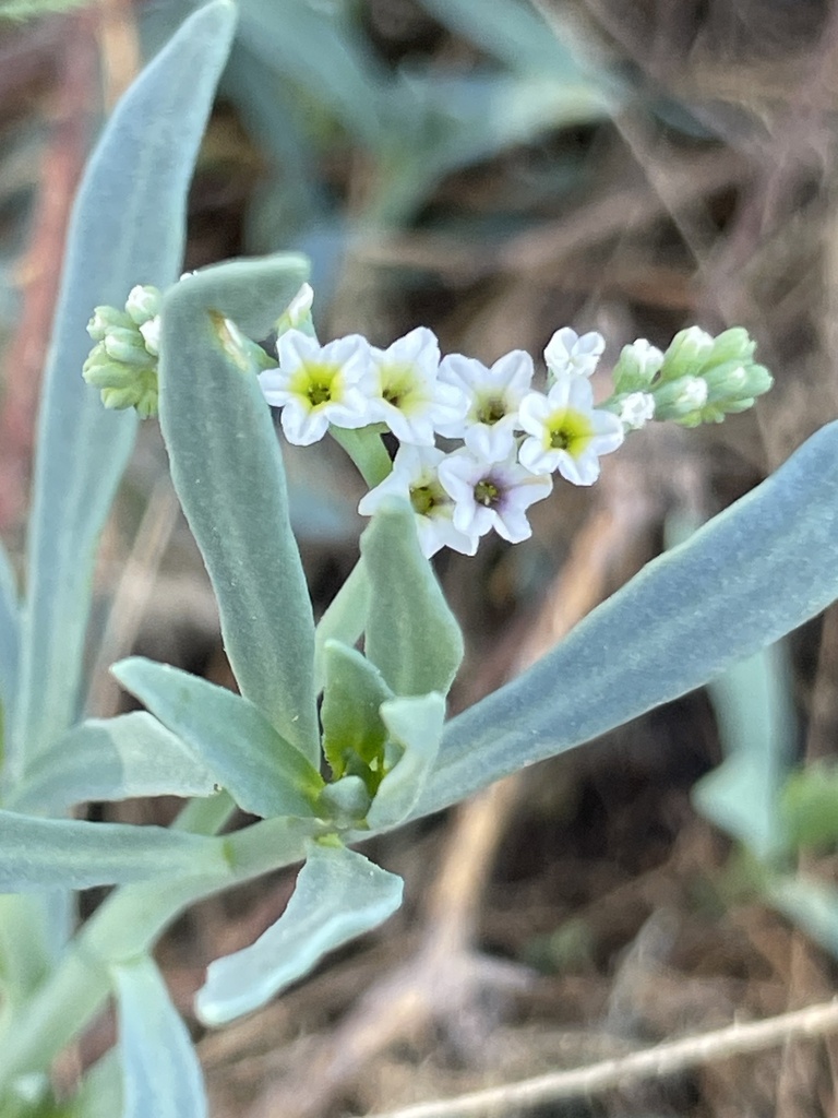 alkali heliotrope from Loreto, B.C.S., MX on February 23, 2025 at 04:26 ...