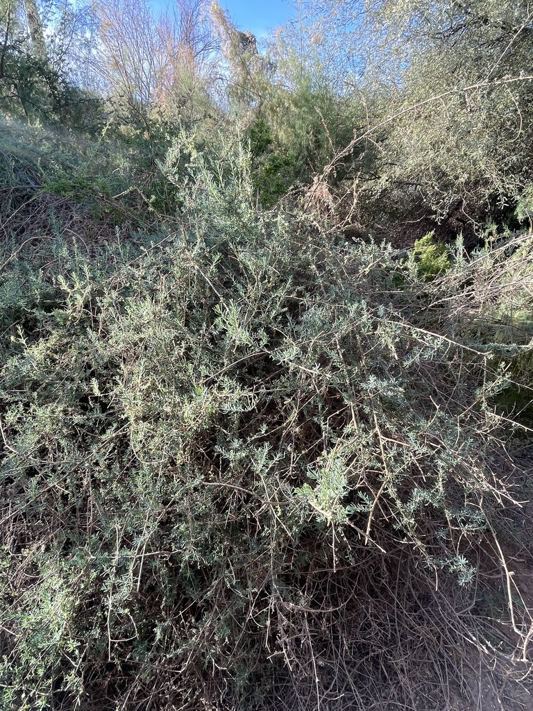 Mojave Seablite from Loreto, B.C.S., MX on February 23, 2025 at 04:29 ...