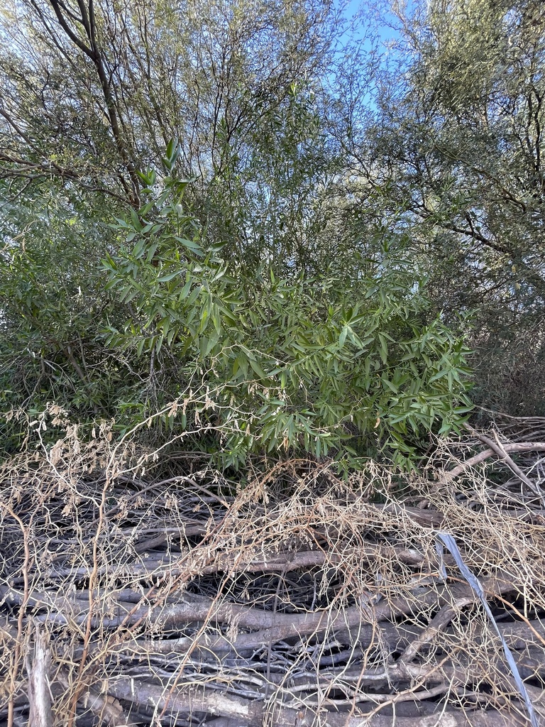 Pearlberry from Loreto, B.C.S., MX on February 23, 2025 at 04:31 PM by ...