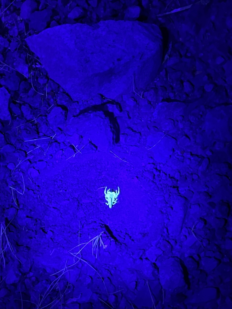 Baja California Bark Scorpion from Loreto, B.C.S., MX on February 23 ...