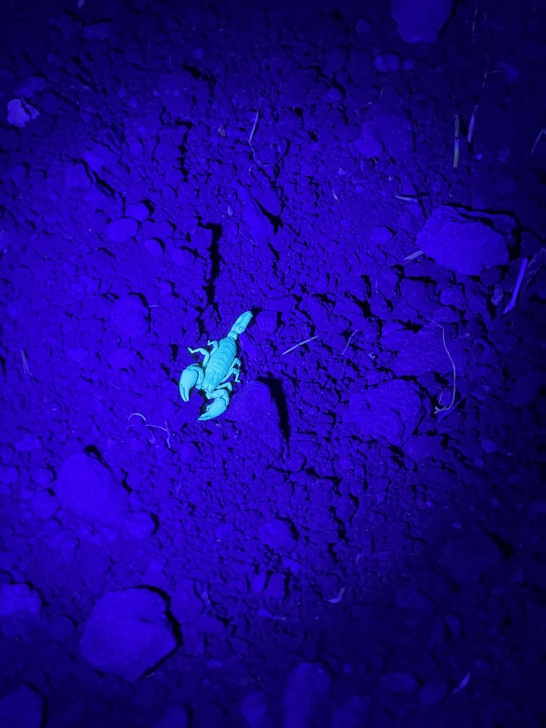 Baja California Bark Scorpion from Loreto, B.C.S., MX on February 23 ...