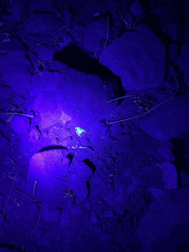 Baja California Bark Scorpion from Loreto, B.C.S., MX on February 23 ...
