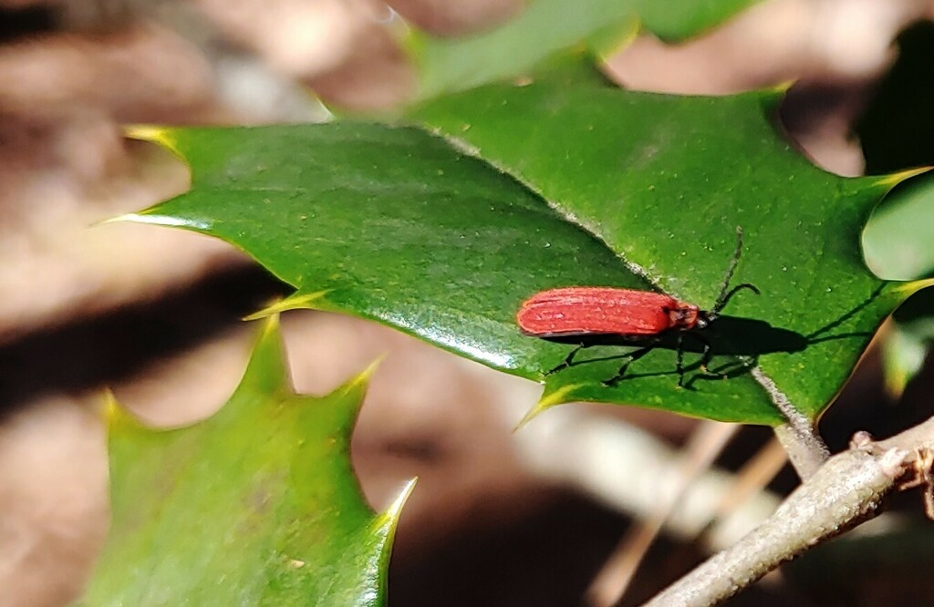 Golden Net-winged Beetle from Dekalb County, GA, USA on February 26 ...