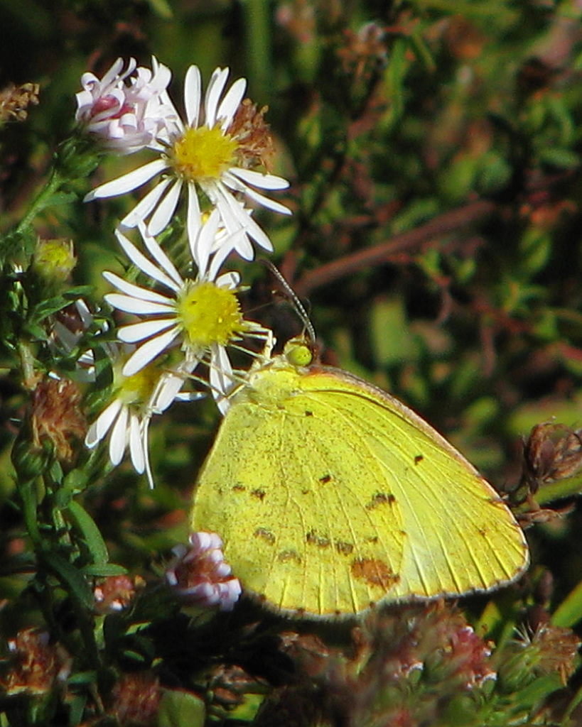 Little Yellow (Butterflies and selected moths of Central Texas ...