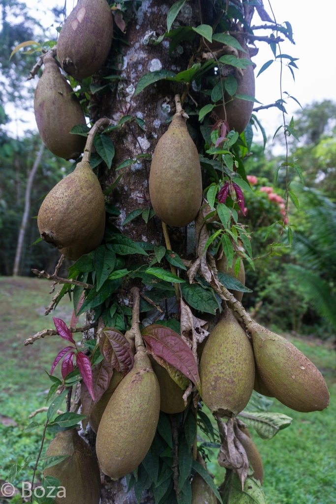 (Grias) - Botanical Realm