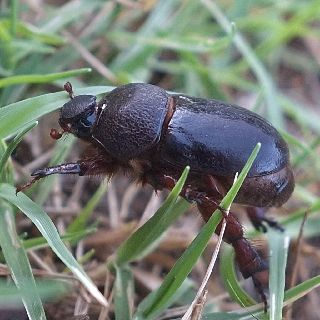 Cape Flatface Rhino Beetle from Deurdrif, Cape Town, 7848, South Africa ...