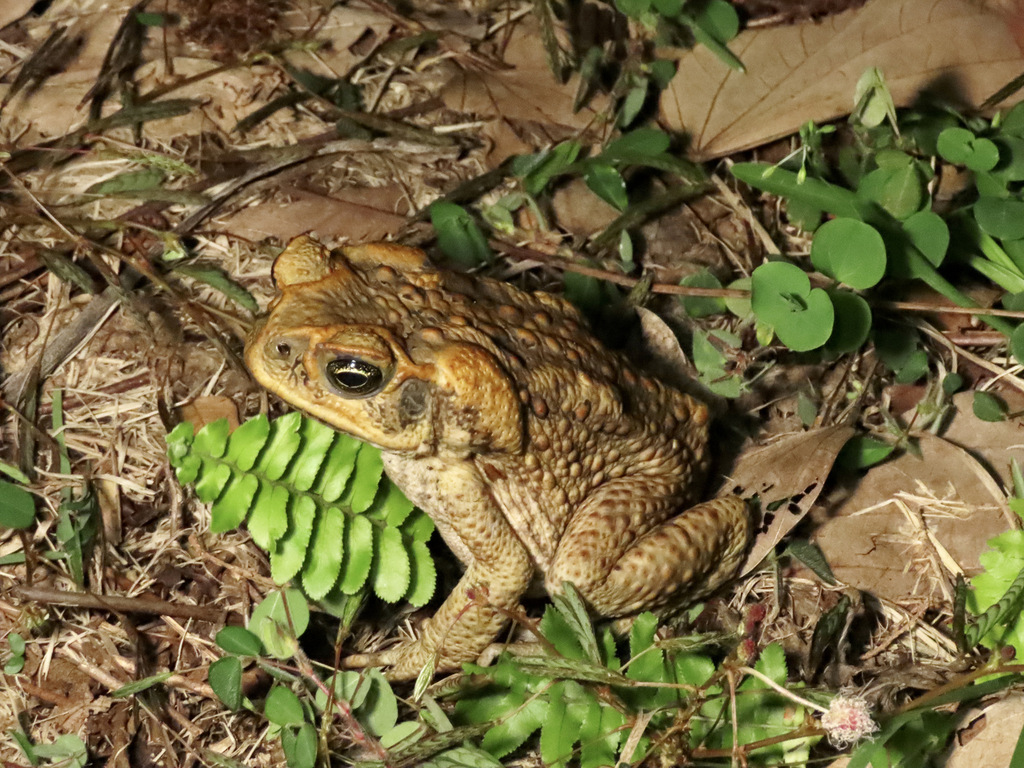 Cane Toad from Hawaii County, HI, USA on February 7, 2025 at 06:53 PM ...