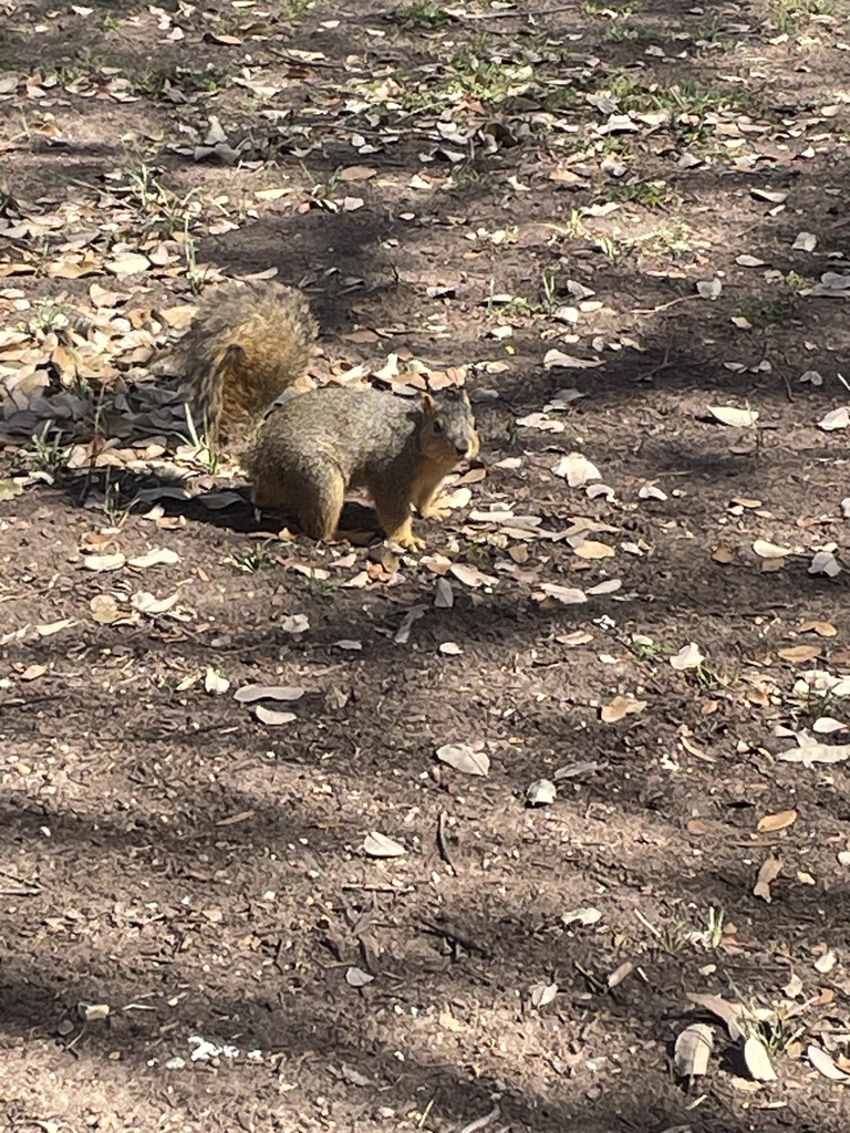 Eastern Fox Squirrel from University of North Texas, Denton, TX, US on ...
