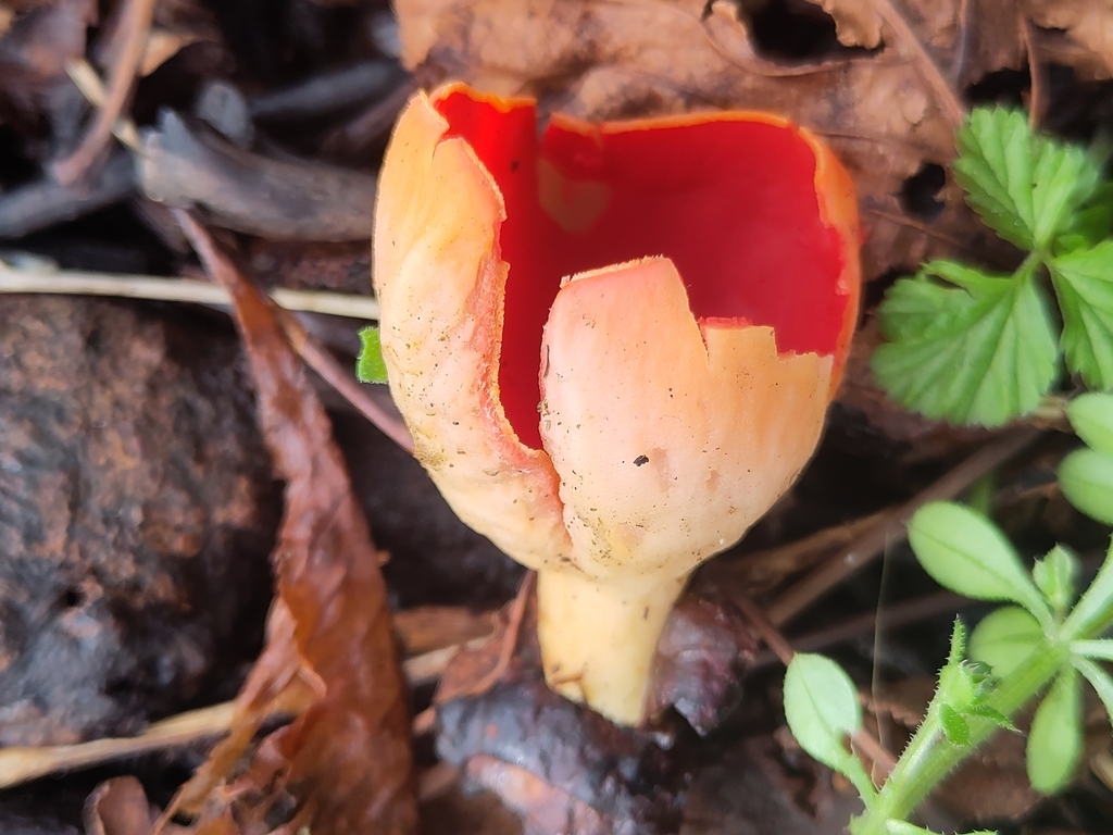 Elf Cups from Newbury, UK on 26 February, 2025 at 02:34 PM by NENP ...