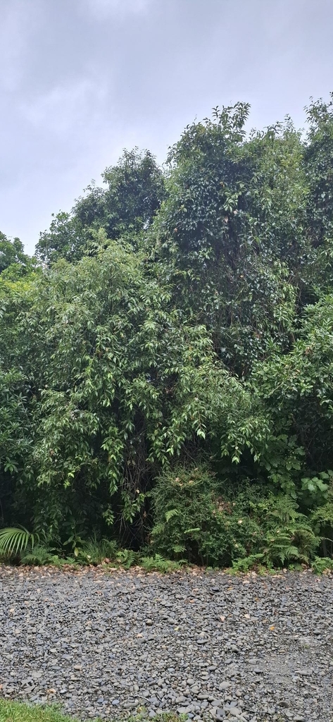 Houhere from 4WXM+95, Paraparaumu 5032, New Zealand on February 27 ...