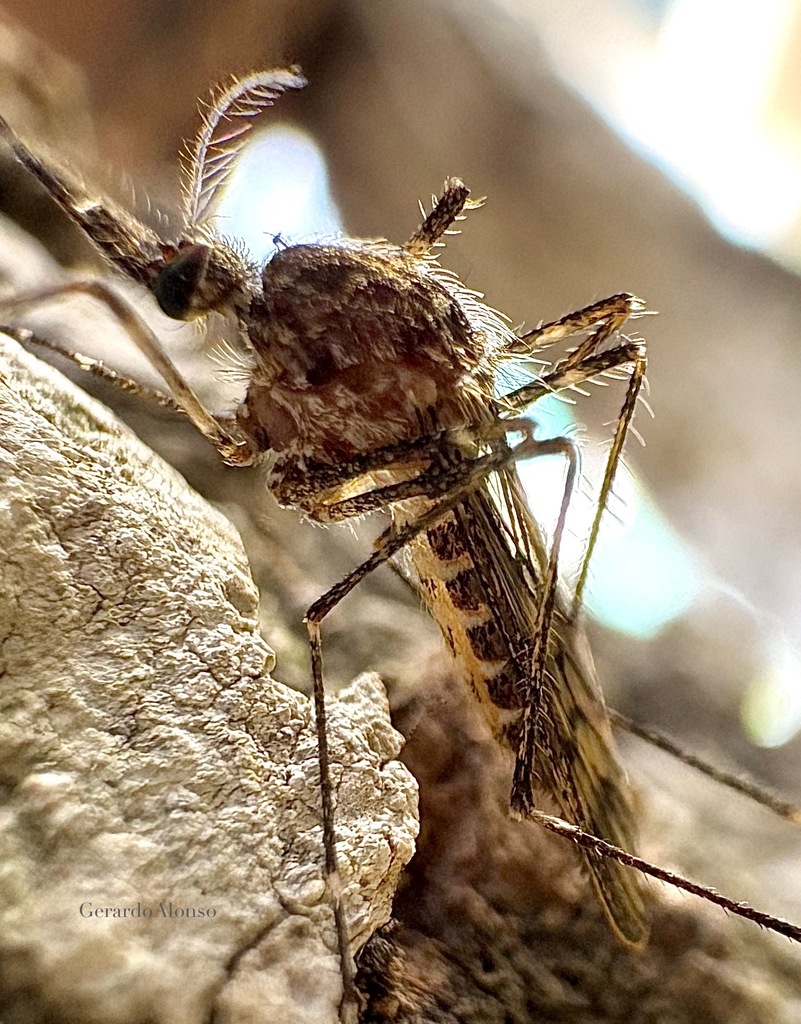 Culicine Mosquitoes from Haras Cdad. Ecológica, Pue., México on ...