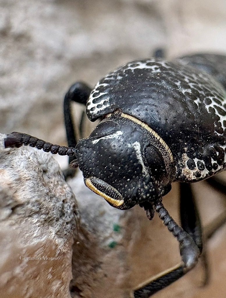 Zopherus laevicollis from Haras Cdad. Ecológica, Pue., México on ...