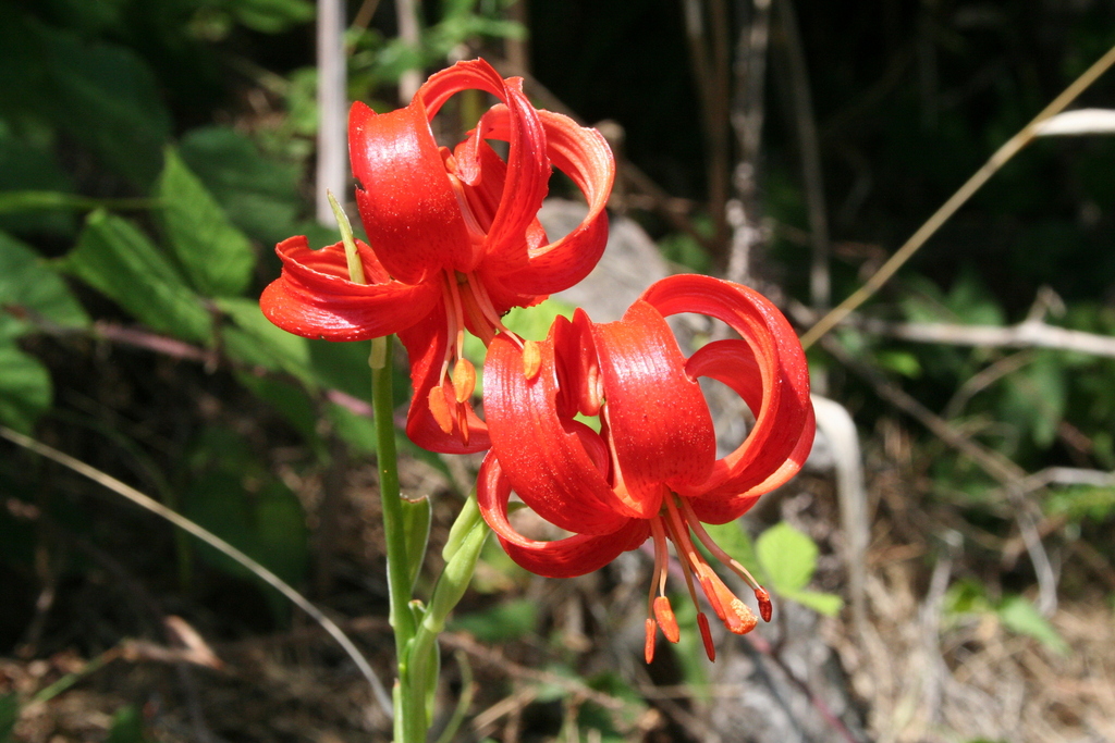 (Liriotypus) - Botanical Realm