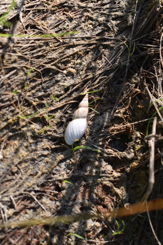 Helicoid and Sagdoid Land Snails from Gary, IN, USA on August 03, 2019 ...