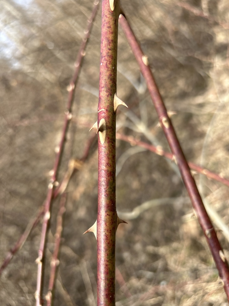 multiflora rose from Athens County, US-OH, US on February 26, 2025 at ...
