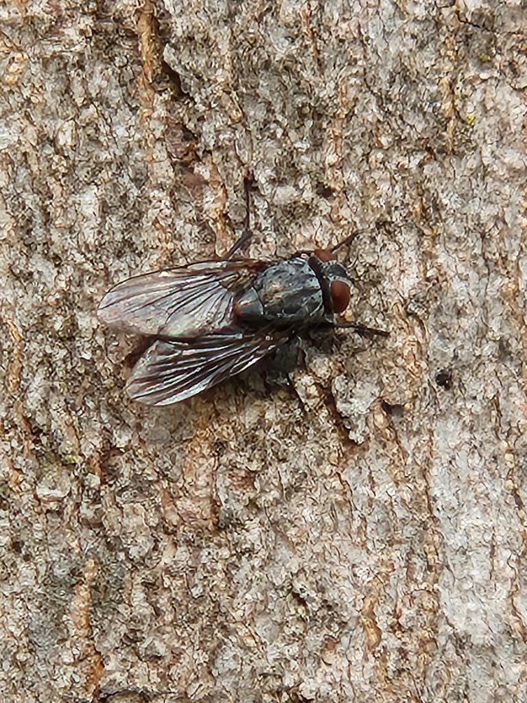 Brachyceran Flies from Monroe County, US-PA, US on February 26, 2025 at ...