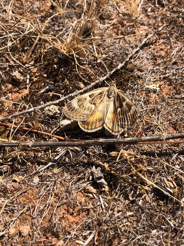 Synemon selene in February 2025 by jvanweenen · iNaturalist