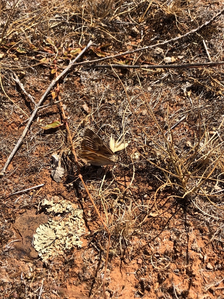 Synemon selene in February 2025 by Jason van Weenen · iNaturalist