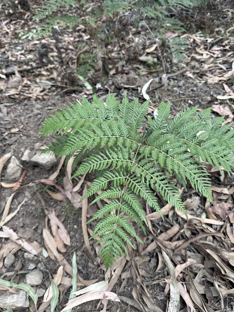 Austral Bracken from Tasmania, Liffey, TAS, AU on February 21, 2025 at ...