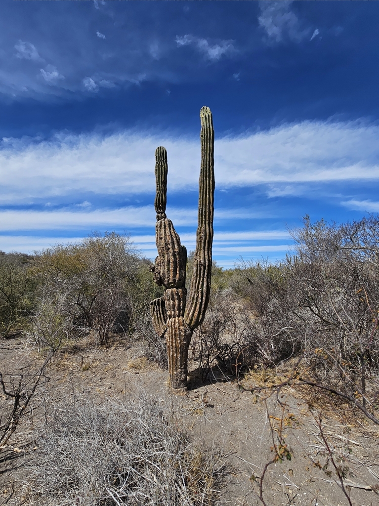 Mexican Giant Cactus from 23882 B.C.S., México on February 23, 2025 at ...