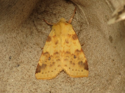 Genus Xanthia · iNaturalist