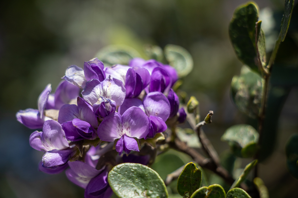 Texas mountain laurel from Veredalta, San Pedro Garza García, N.L ...