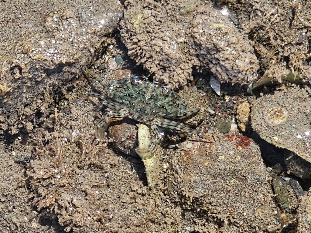 Swimming Crabs from México on February 23, 2025 at 12:50 PM by Jennifer ...