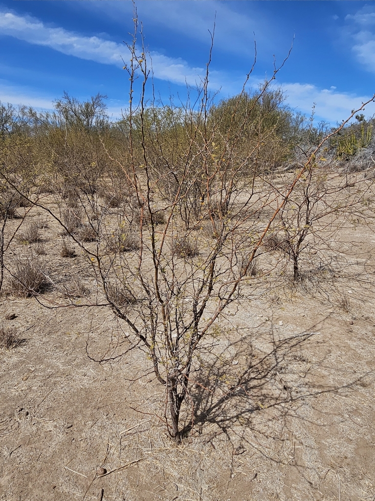Sweet acacia from 23882 B.C.S., México on February 23, 2025 at 01:12 PM ...