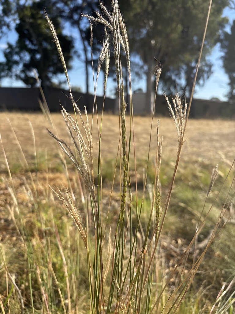 Redleg Grass from Karina Cr, Hope Valley, SA, AU on February 27, 2025 ...