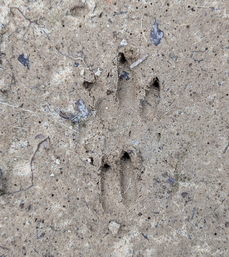 East Mexican Nine-banded Armadillo from Sherrill Township, MO, USA on ...