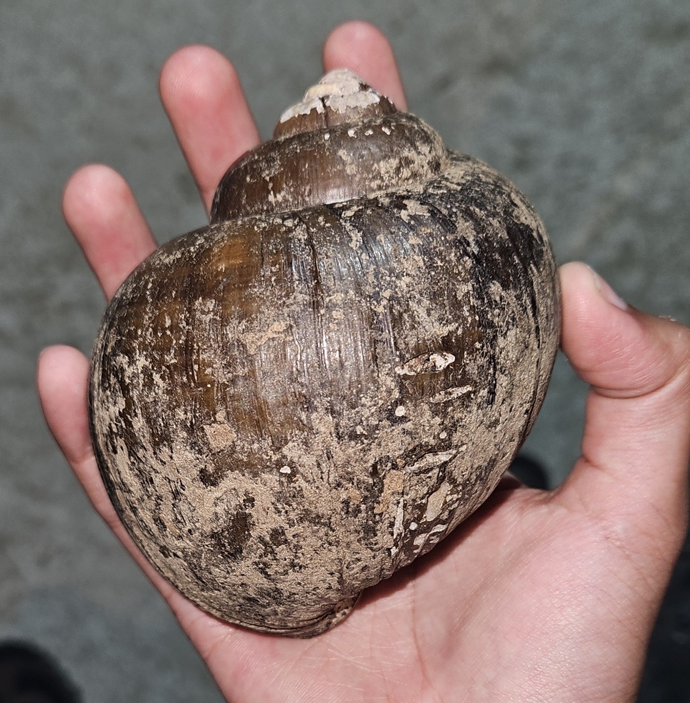 Pomacea urceus from Tunapuna/Piarco, TT on February 26, 2025 at 07:46 ...