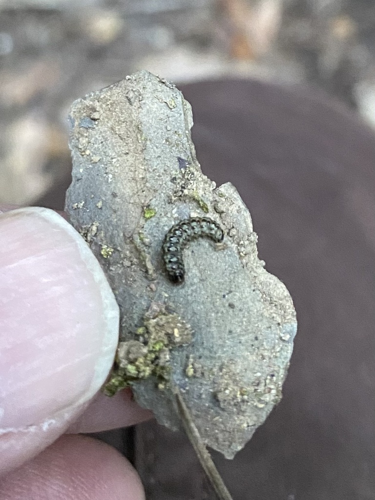 California Oak Moth from Sanborn Rd, Saratoga, CA, US on February 26 ...