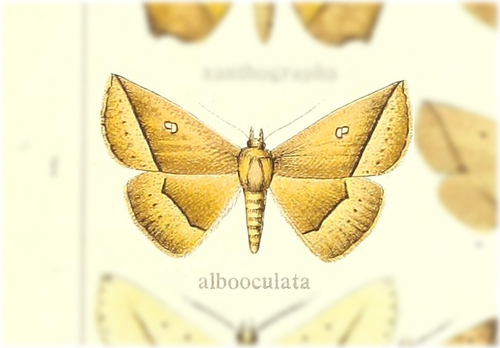 Ugia albooculata · iNaturalist