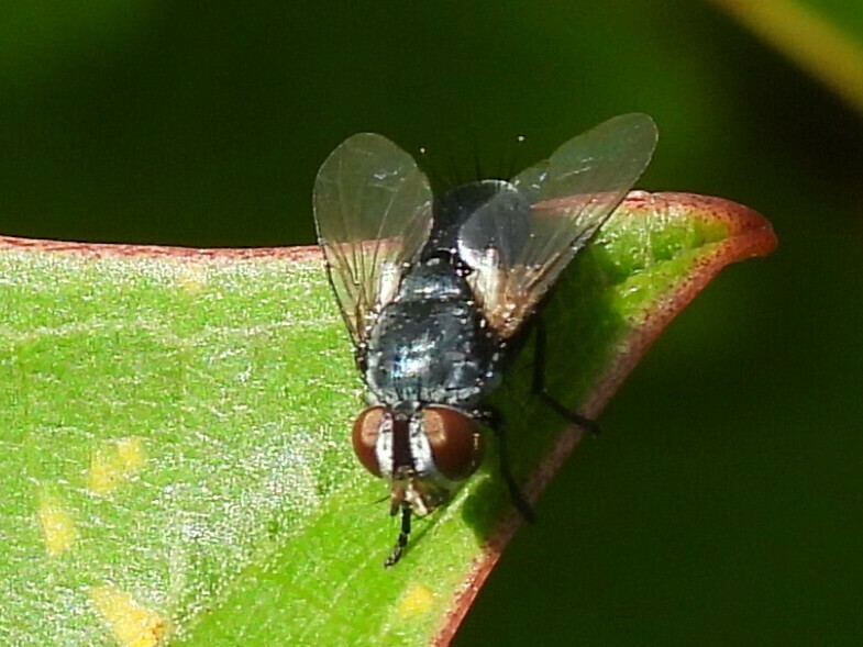 Bot Flies, Blow Flies, and Allies from Coomba Park NSW 2428, Australia ...