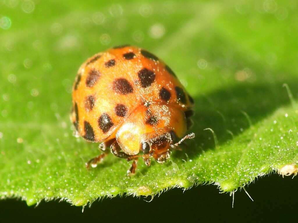 Henosepilachna sumbana from Coomba Park NSW 2428, Australia on February ...