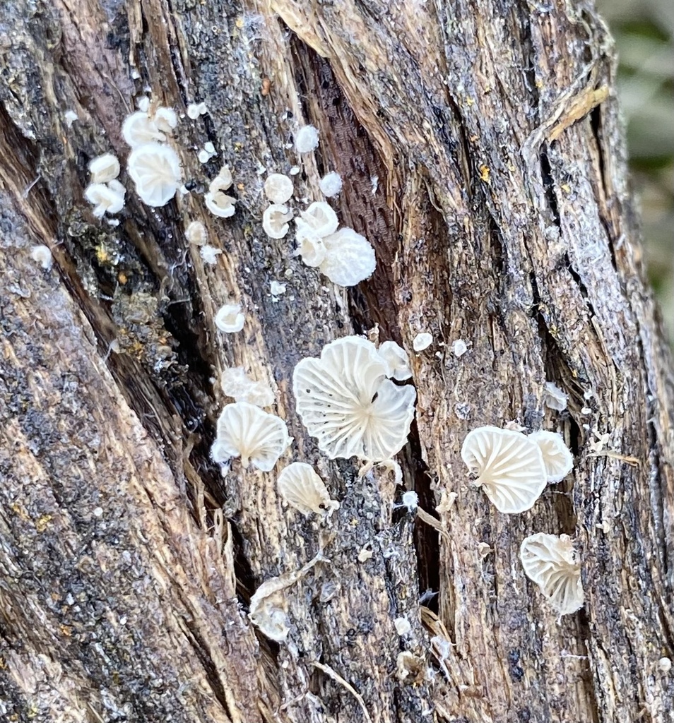 Clitopilus from Polecat Gulch Reserve, Boise, ID, US on February 23 ...