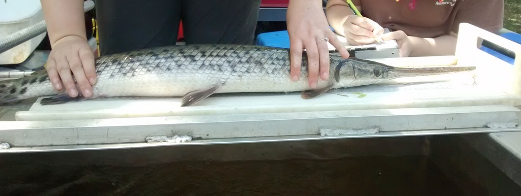Longnose Gar from Allendale County, SC, USA on April 21, 2016 at 12:54 ...