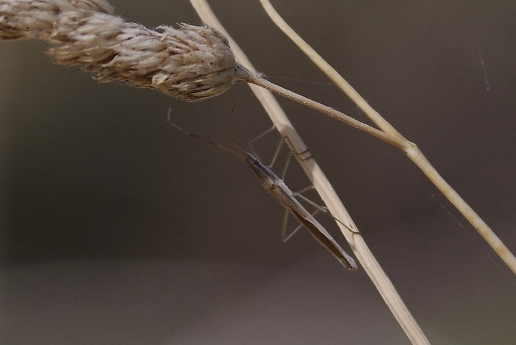 Long Broad-headed Bug from Melbourne VIC, Australia on February 27 ...