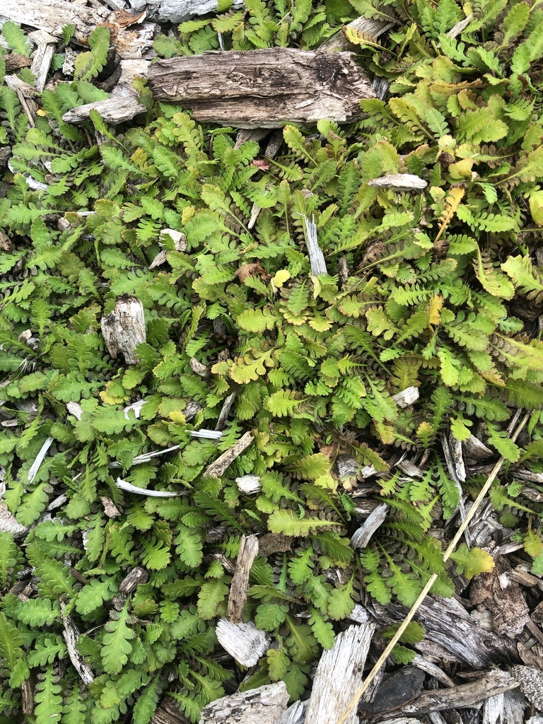 miniature brass-buttons from Duvauchelle Bay, Banks Peninsula Ward ...