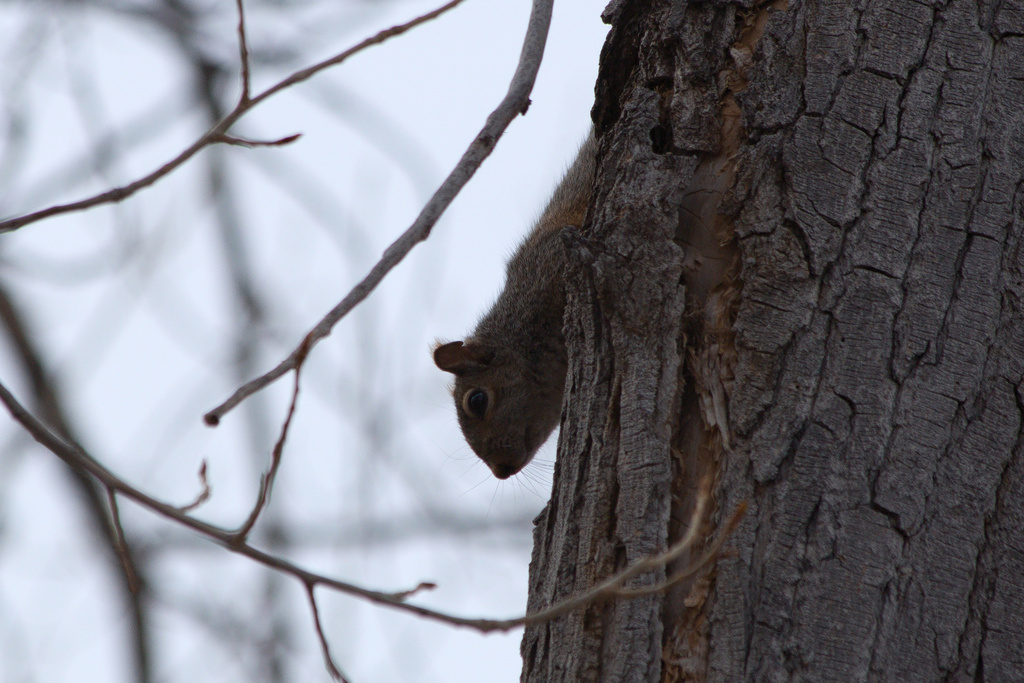 Tree Squirrels from Gillette, WY, USA on February 23, 2025 at 02:57 PM ...